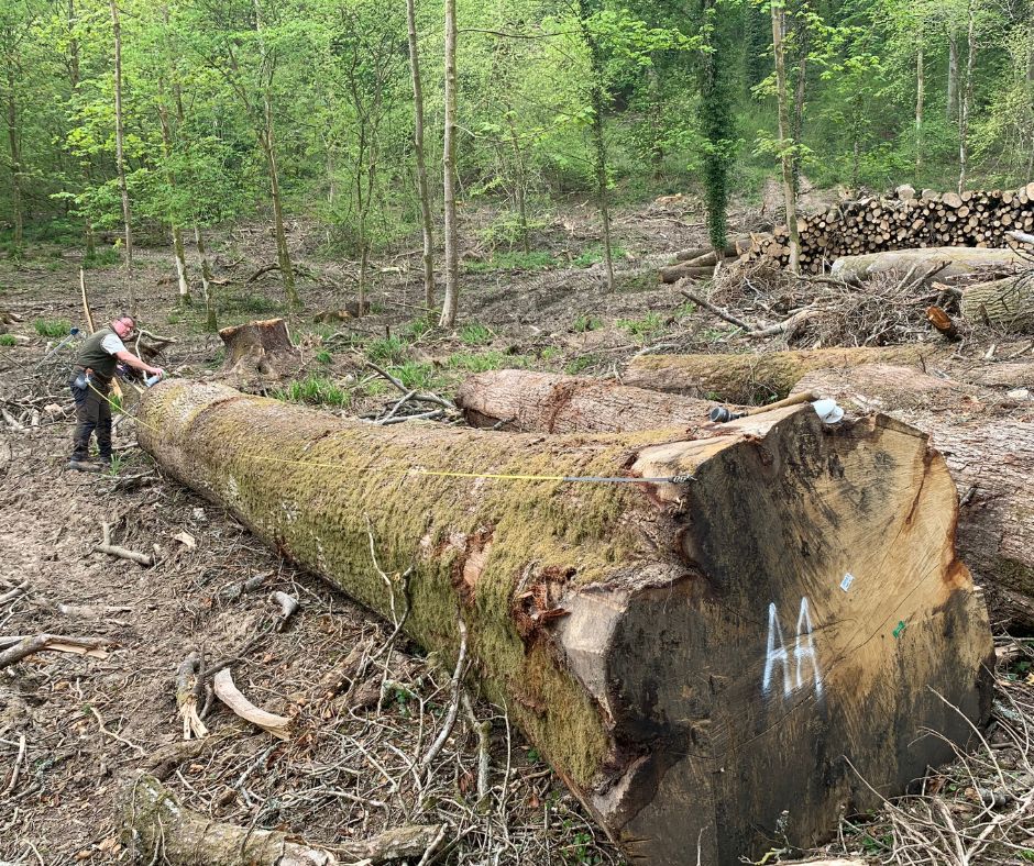 The Big Reveal We Explain The Annual Gamble Of Sawing Oak Logs Vastern The Big Reveal We Explain The Annual Gamble Of Sawing Oak Logs Vastern