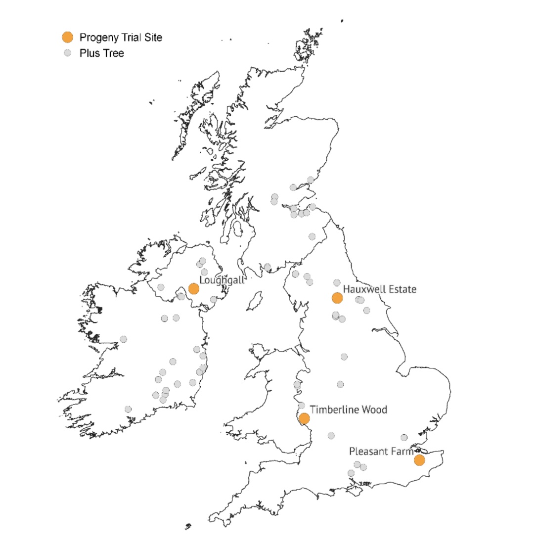 Sycamore success stories at Future Trees Trust - Vastern