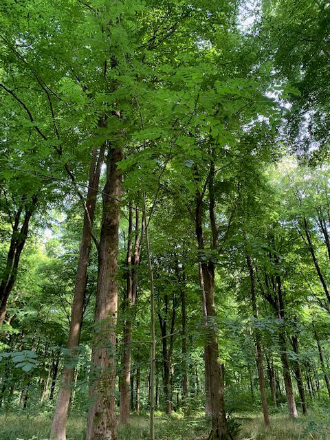 Ash Trees Show Signs of Recovery - Vastern