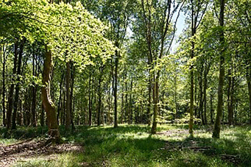 Vastern Timber Backs Five Principles of Responsible Construction - Vastern