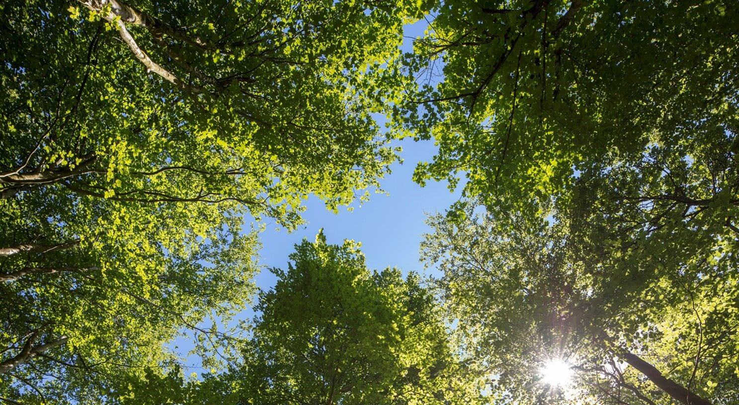 October 2025 News from the Sawmill - Vastern