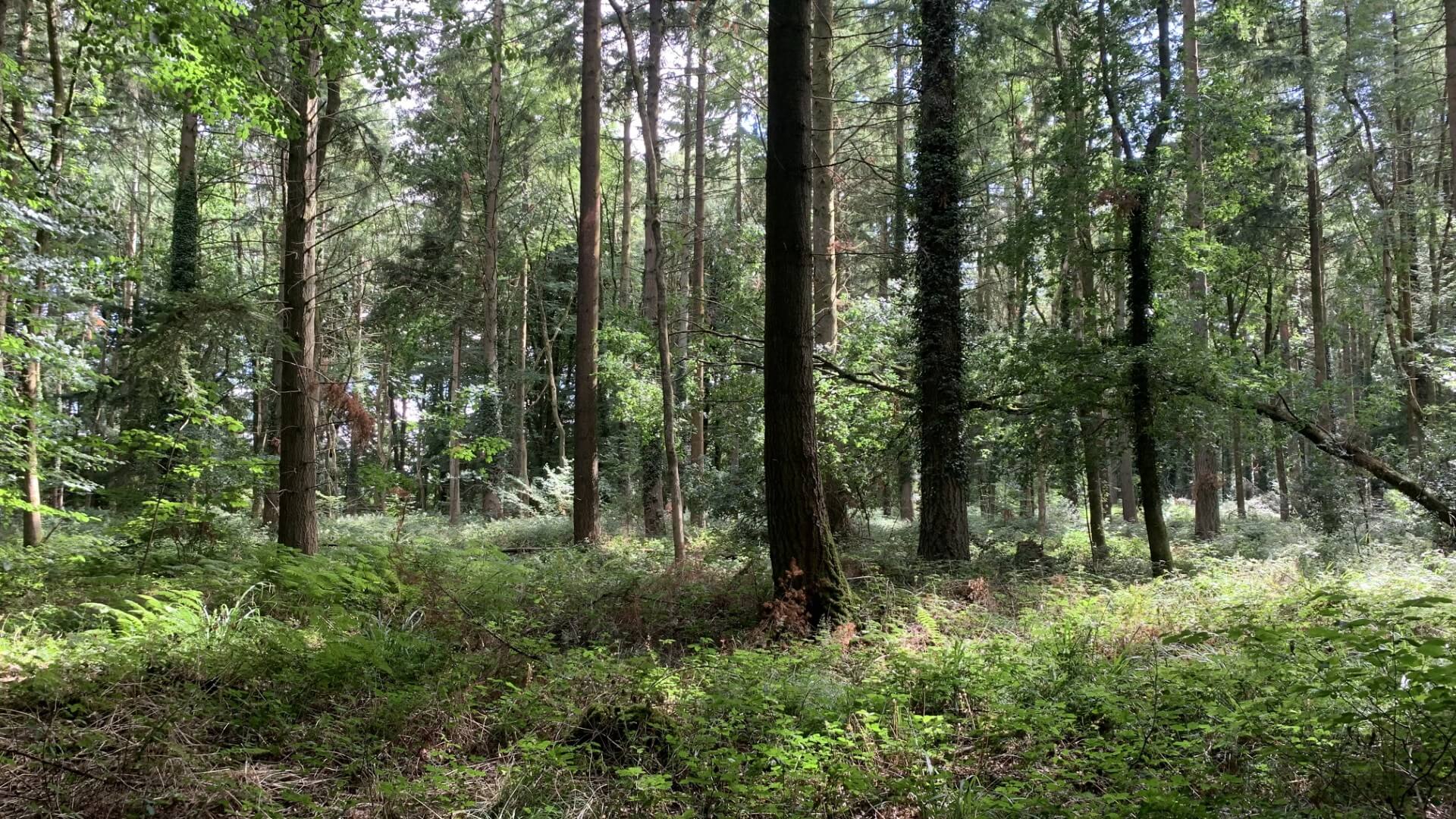 December 2025 News from the Sawmill - Vastern